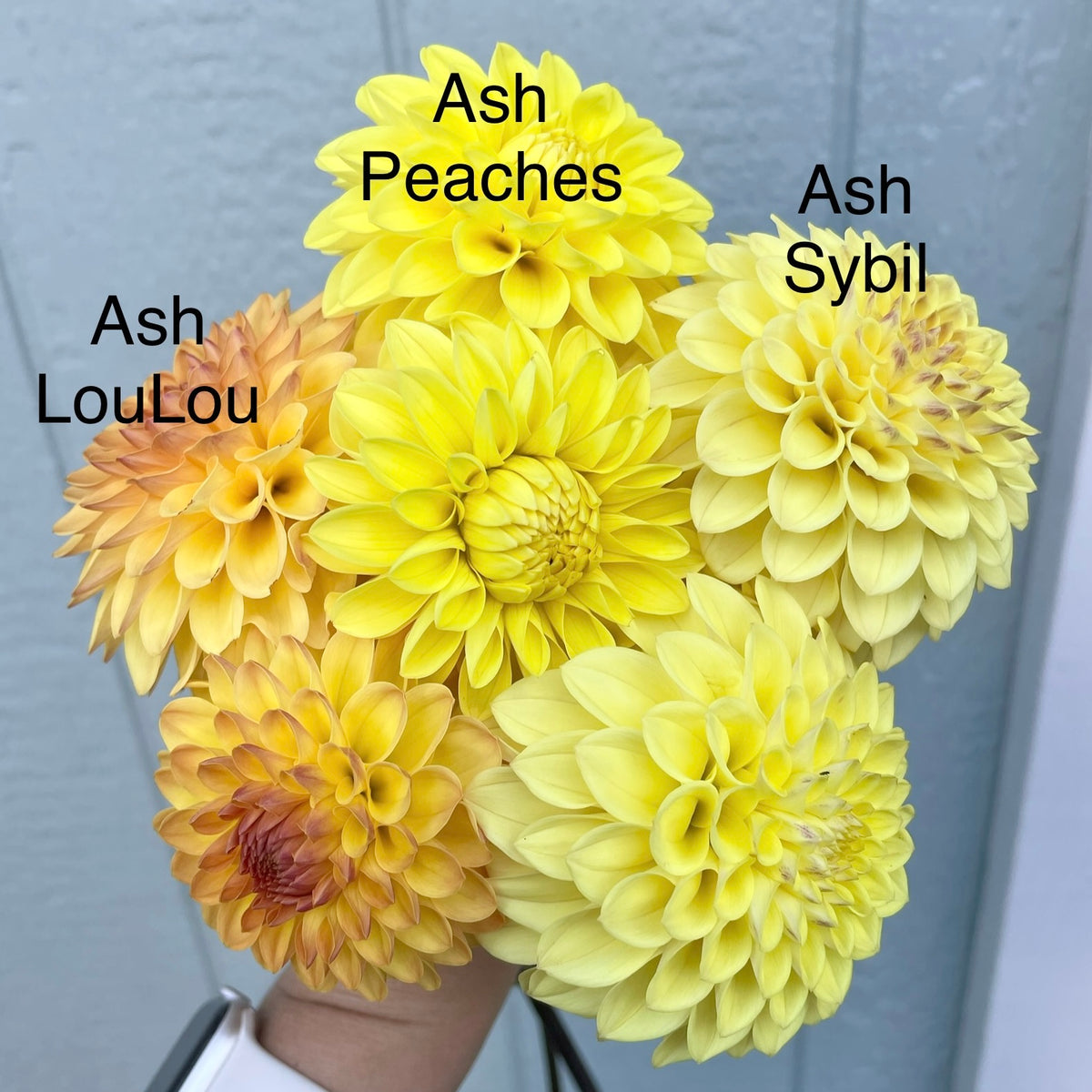 Ash Peaches (CAN) – A Greener Place